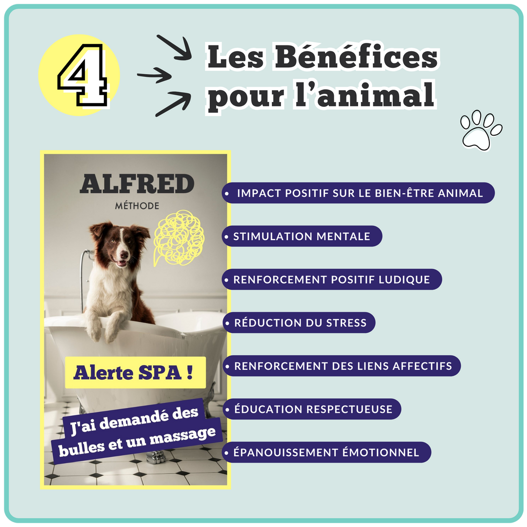 Décodez le langage de votre animal | Buzzers pour chien et chat – Methode Alfred
